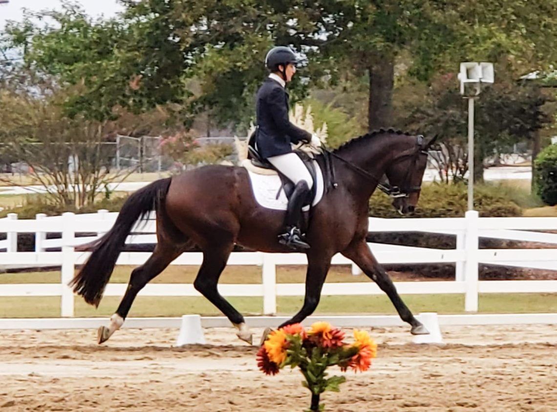 What are the levels of dressage? (With Video Examples) - Horse Rookie