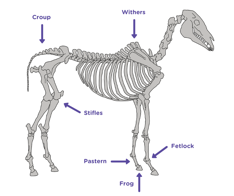 Horses 101 (Fun Facts, Breeds, Cost, Care, Riding, Etc.) - Horse Rookie
