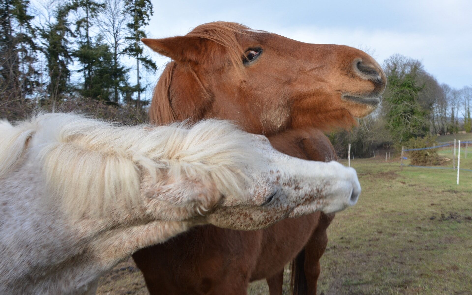Horses 101 (Fun Facts, Breeds, Cost, Care, Riding, Etc.) - Horse Rookie