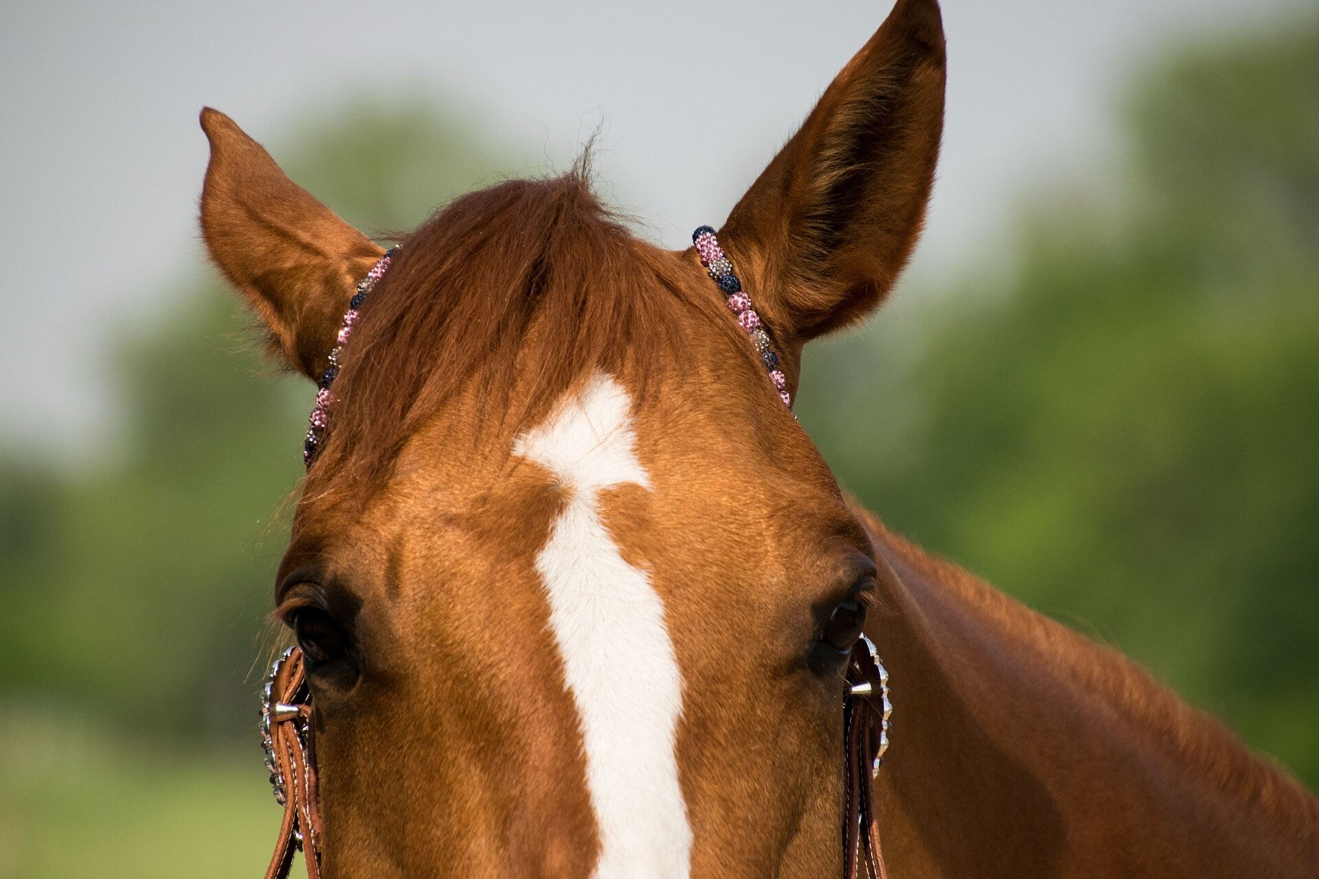 Horses 101 (Fun Facts, Breeds, Cost, Care, Riding, Etc.) - Horse Rookie