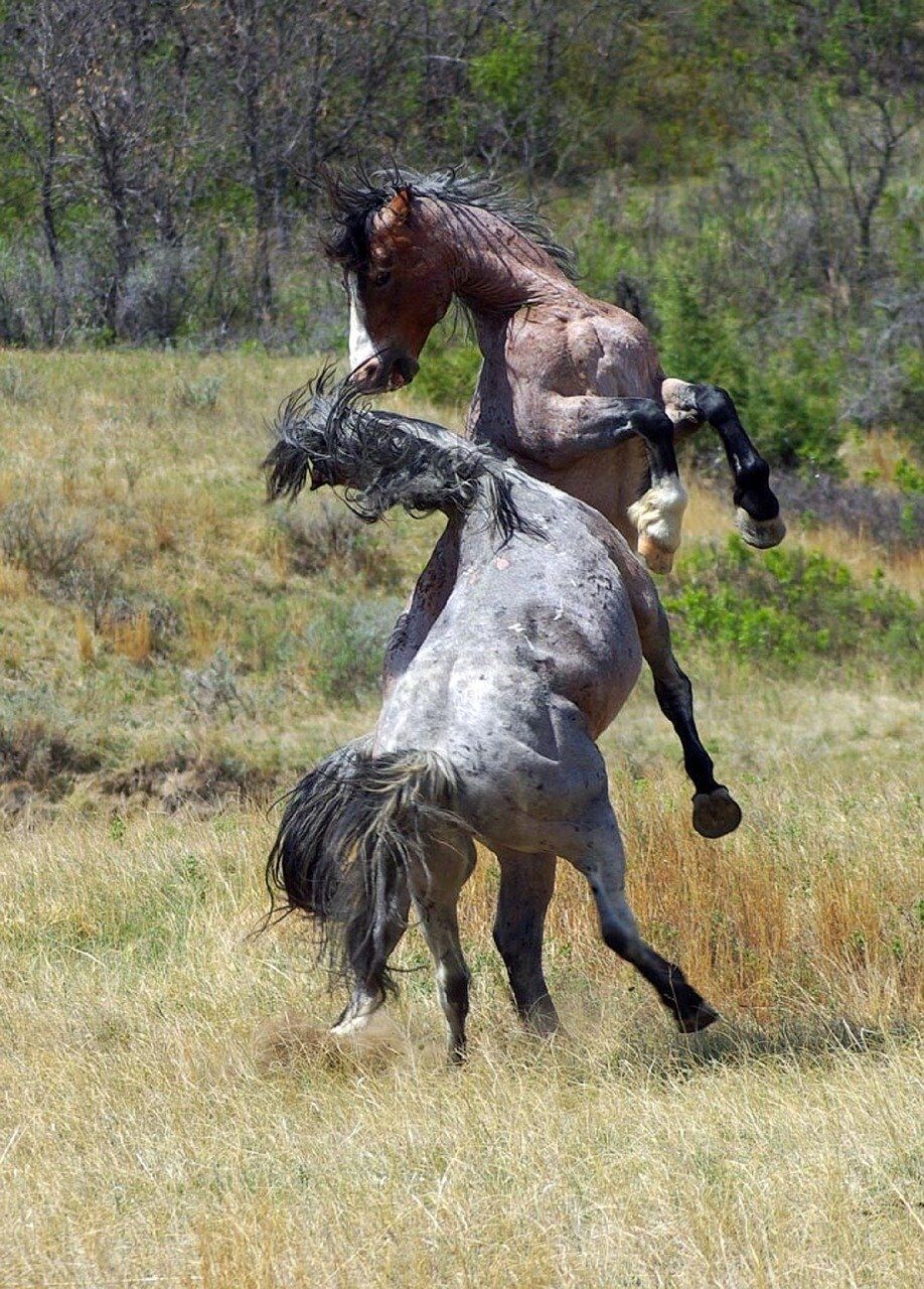 Horses 101 (Fun Facts, Breeds, Cost, Care, Riding, Etc.) - Horse Rookie