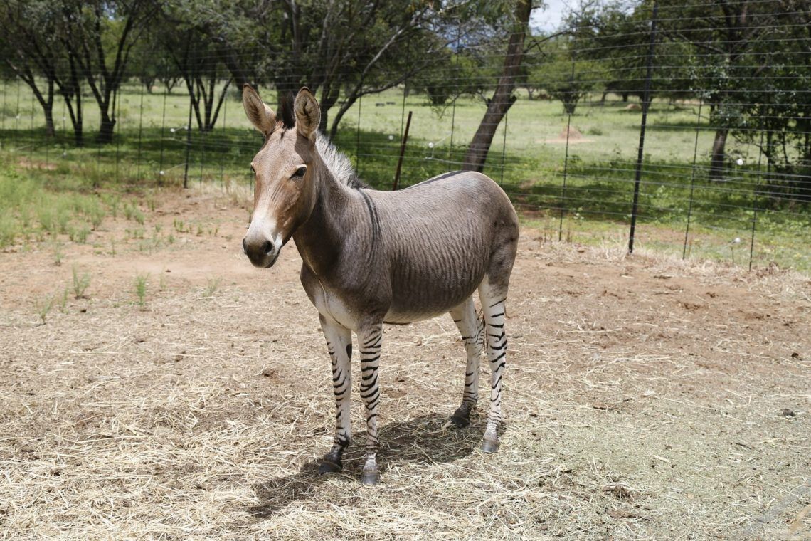 99 Fun & Incredible Horse Facts for Kids - Horse Rookie