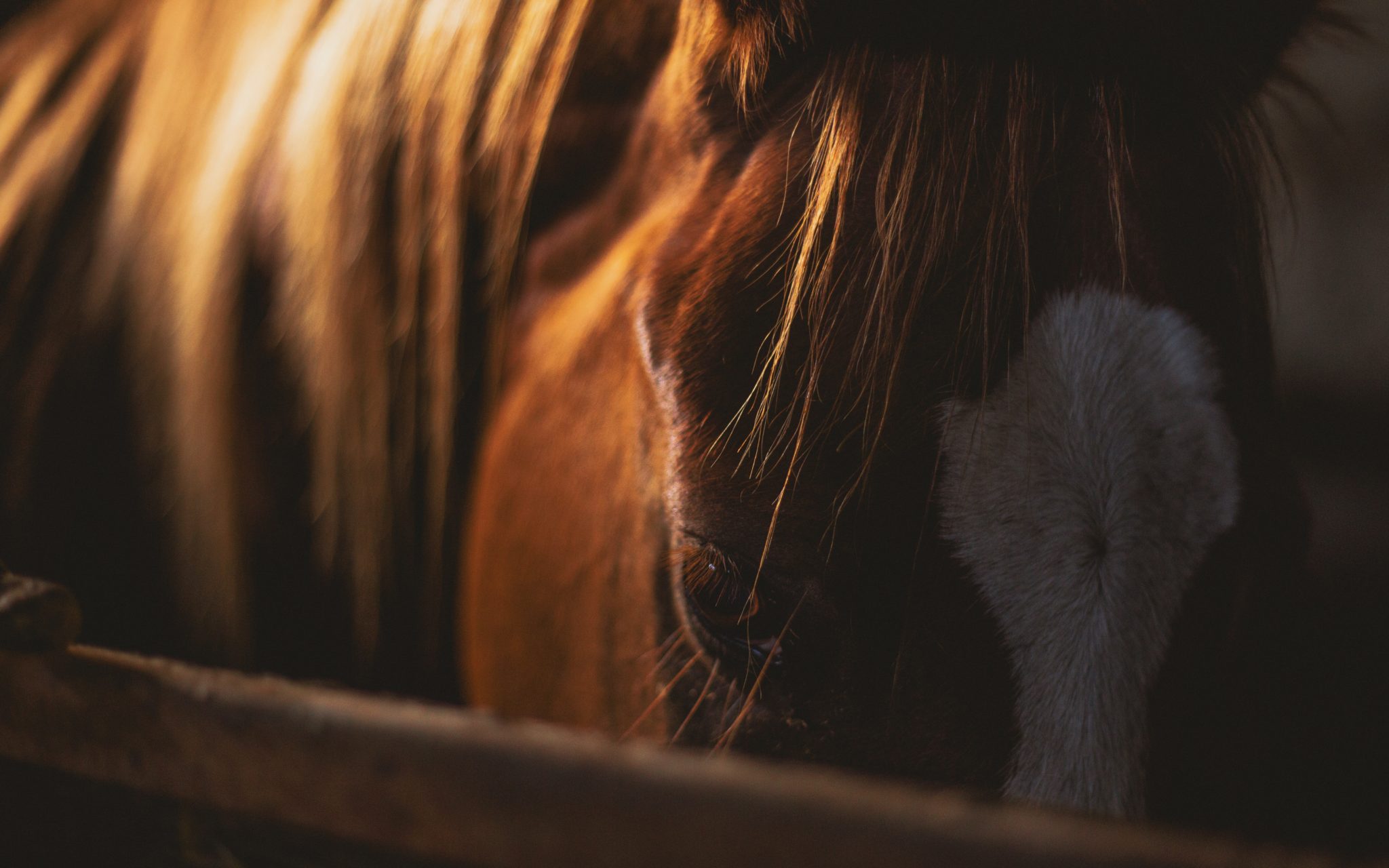 When Depression Takes Away Your Horseback Riding Desire - Horse Rookie