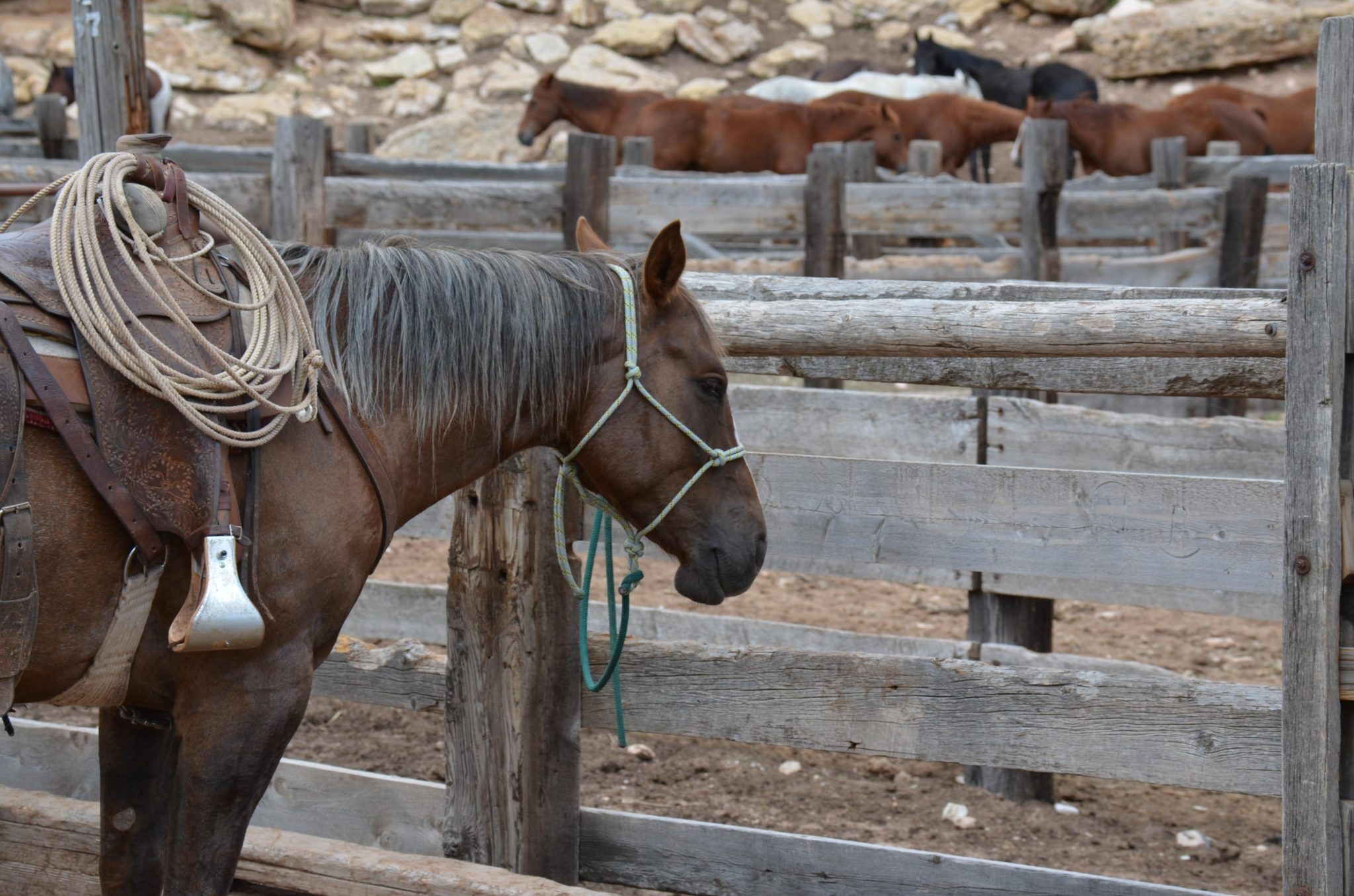5 Tips to Boost Your Training Program - Horse Rookie