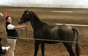 A Partnership Like Ours - Michelle & Admiral - Horse Rookie