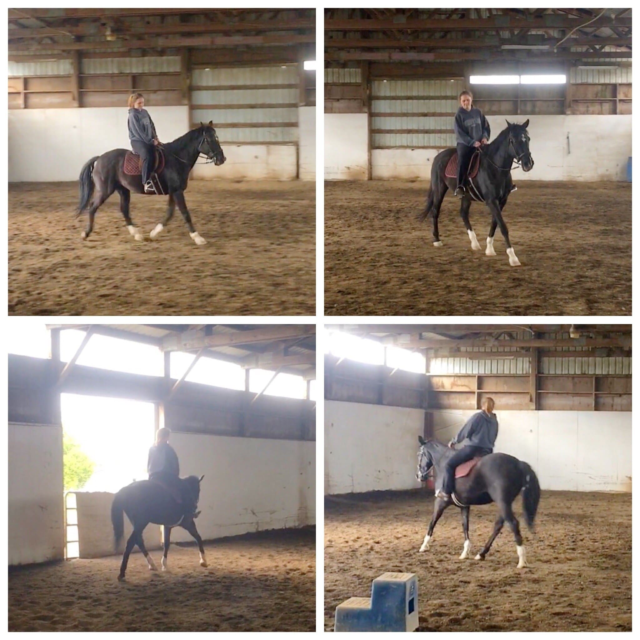 Case Study: Chip - Session One - Horse Rookie