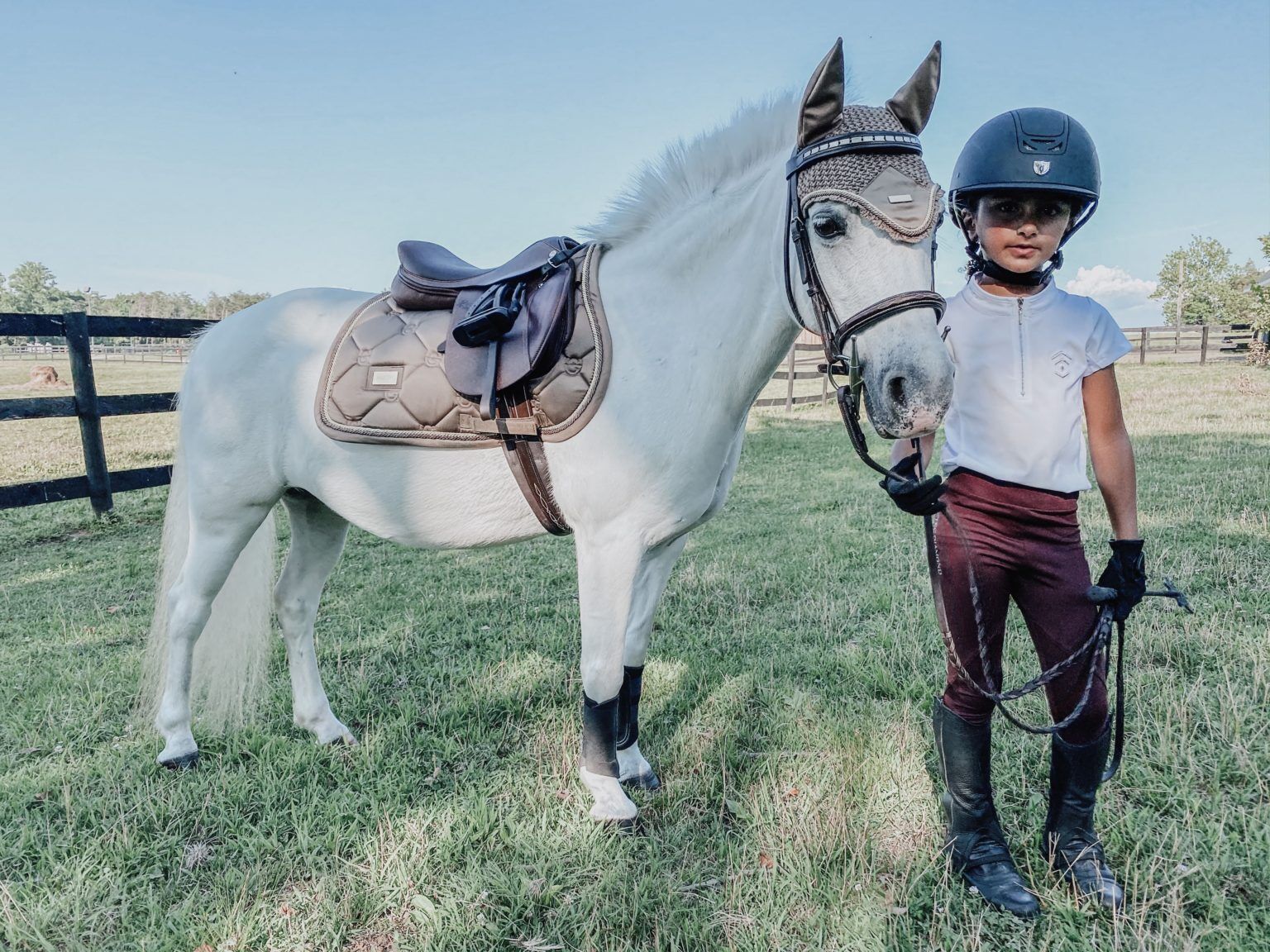 Pony Lifespan 101 (Life Stages, Teeth, Senior Pony Care) - Horse Rookie