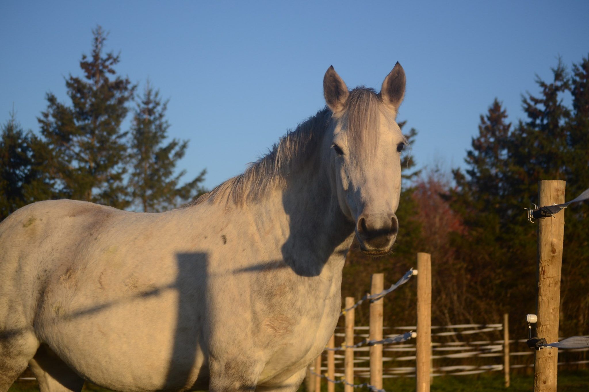 Gastric Ulcers in Horses 101 (Behavior, Riding, Treatment) - Horse Rookie