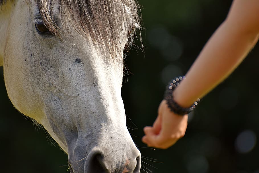 5 Simple Tips: How to Help an Abused Horse - Horse Rookie