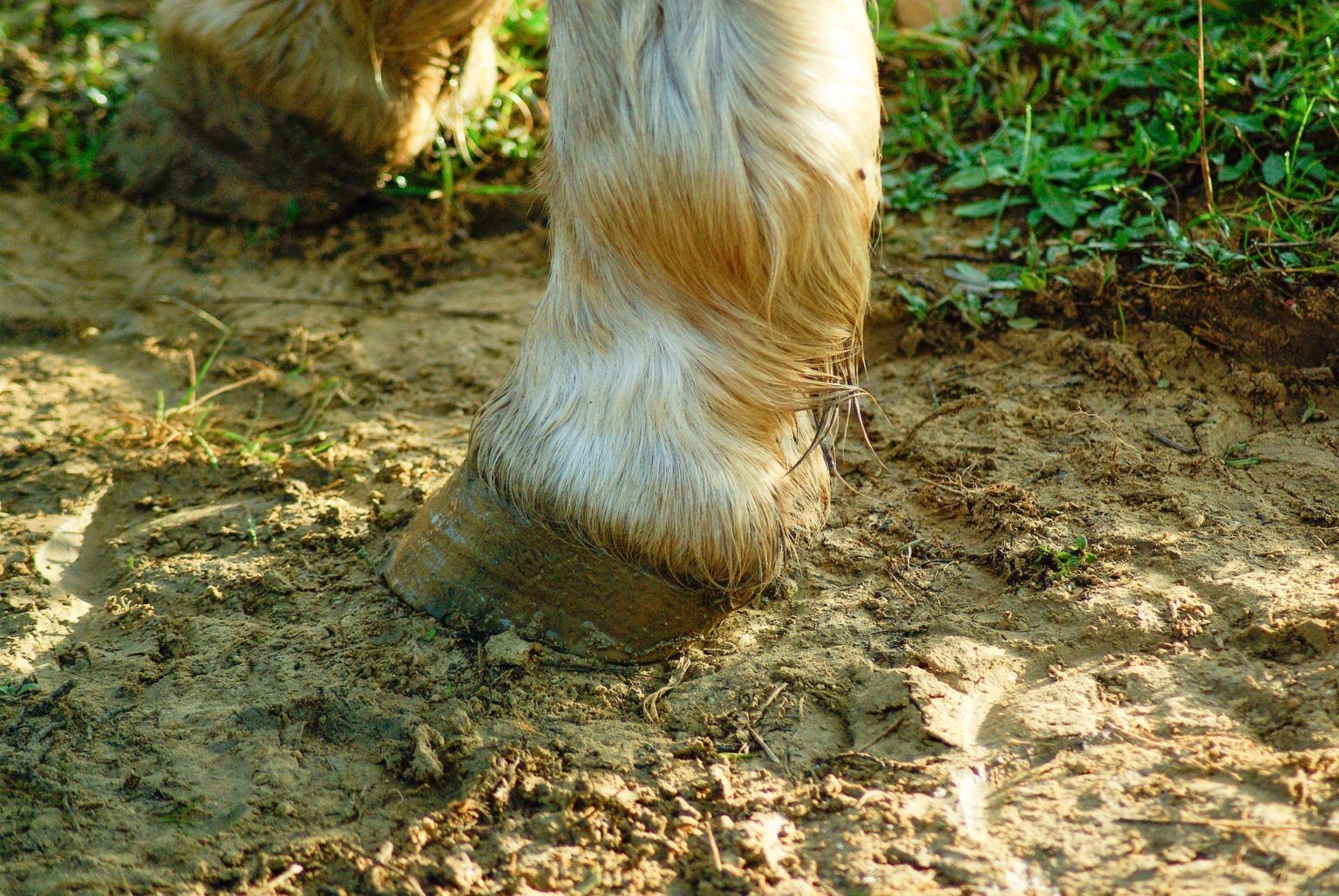 Thrush in Horses 101: Prevention and Treatment - Horse Rookie