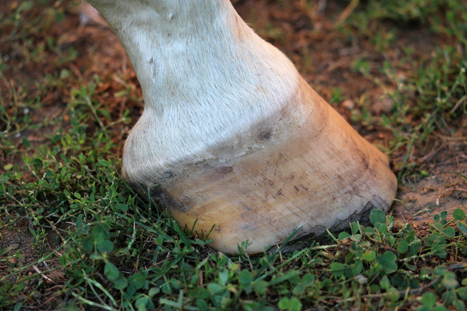 Thrush in Horses 101: Prevention and Treatment - Horse Rookie