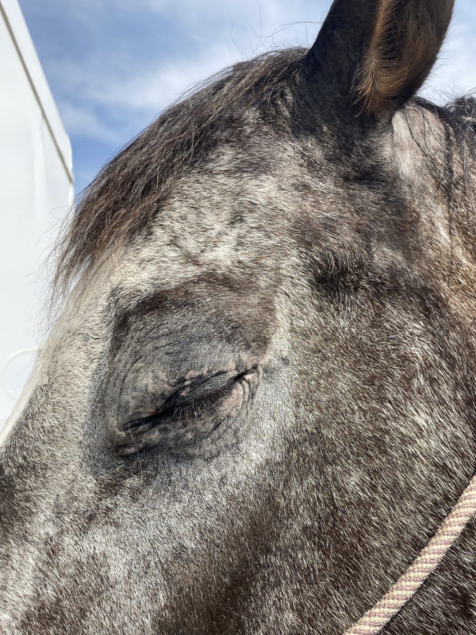 Surgery and Slings: Just Another Day Around Horses - Horse Rookie