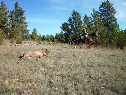 5 Best Horse Breeds for Rugged Mountain Hunting - Horse Rookie