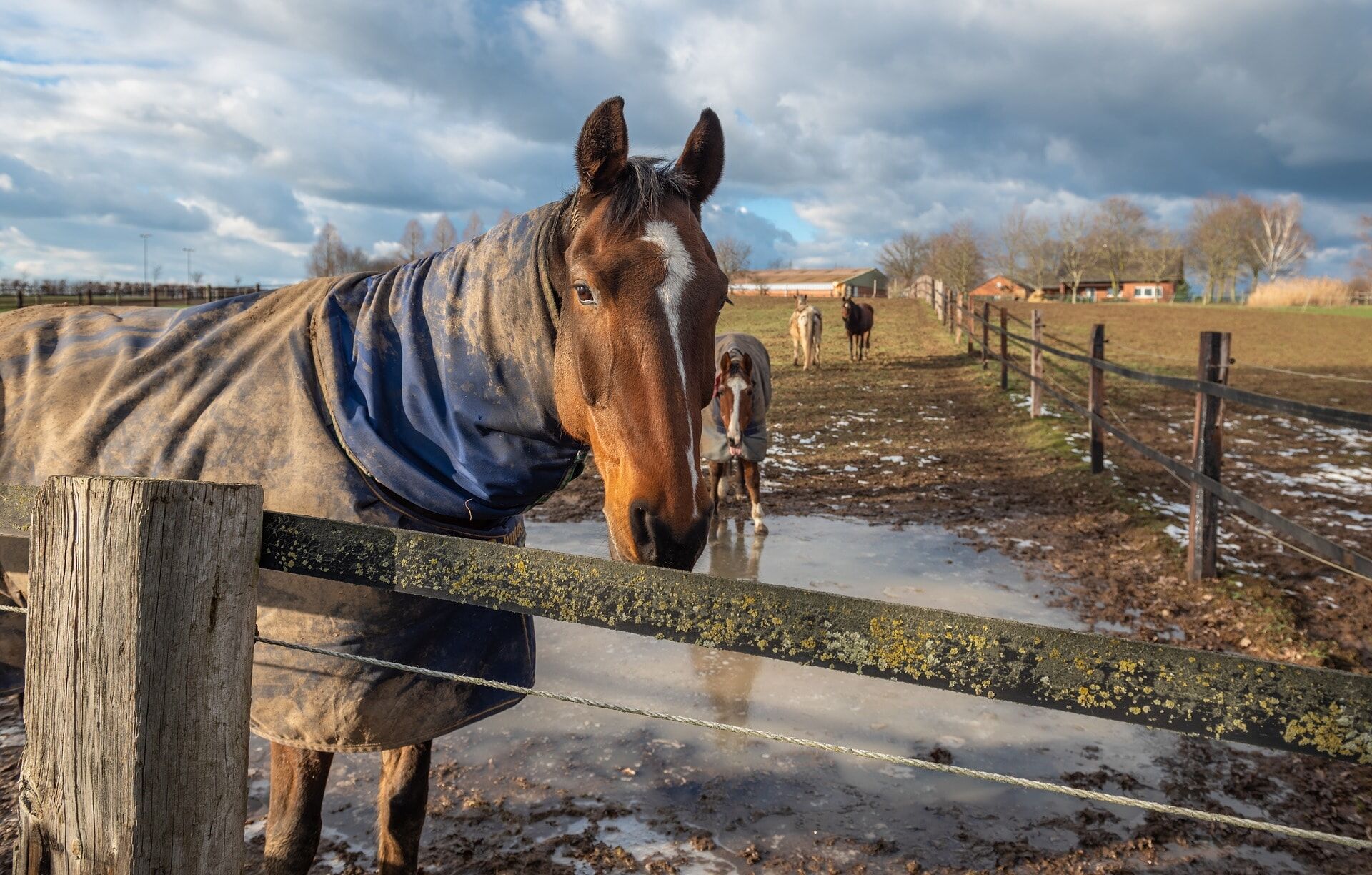 Horse care 101: Turnout blankets vs. stable blankets - Horse Rookie