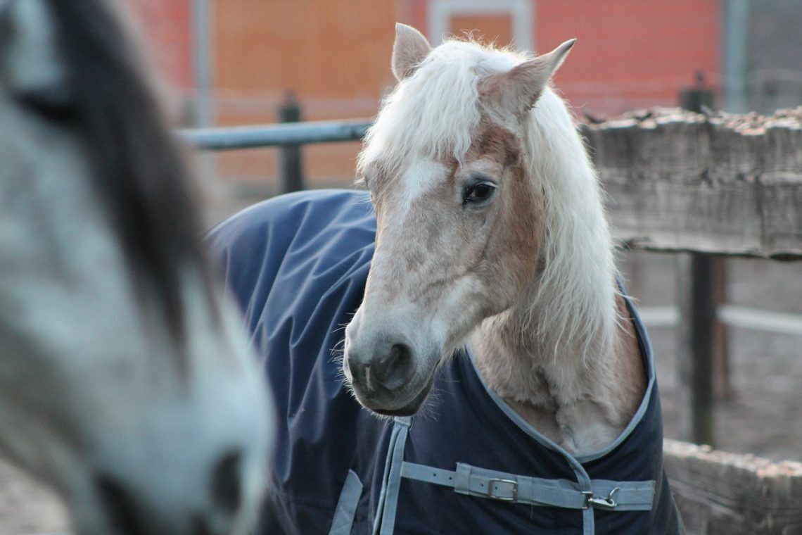 Horse care 101: Turnout blankets vs. stable blankets - Horse Rookie