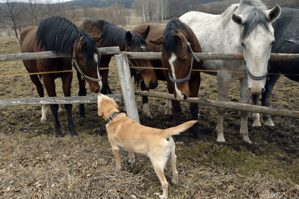 6 Tail-Waggin' Tips for Horse Riding With Your Dogs - Horse Rookie