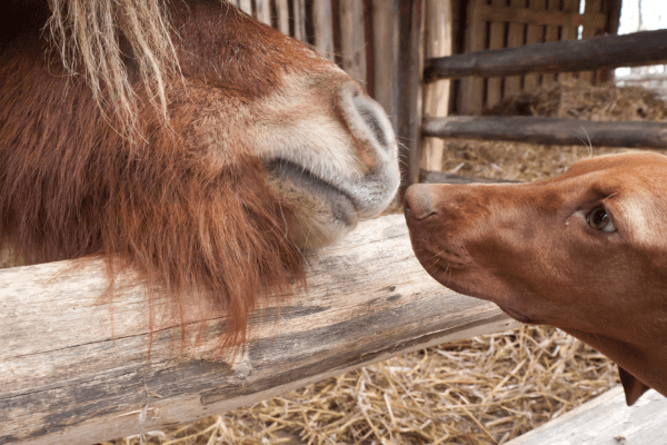 6 Tail-Waggin' Tips for Horse Riding With Your Dogs - Horse Rookie
