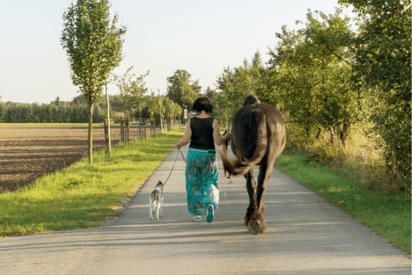 6 Tail-Waggin' Tips for Horse Riding With Your Dogs - Horse Rookie