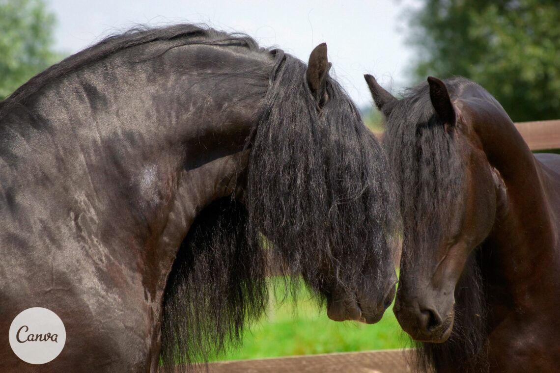 A Helpful Horse Gender Guide for Beginners - Horse Rookie