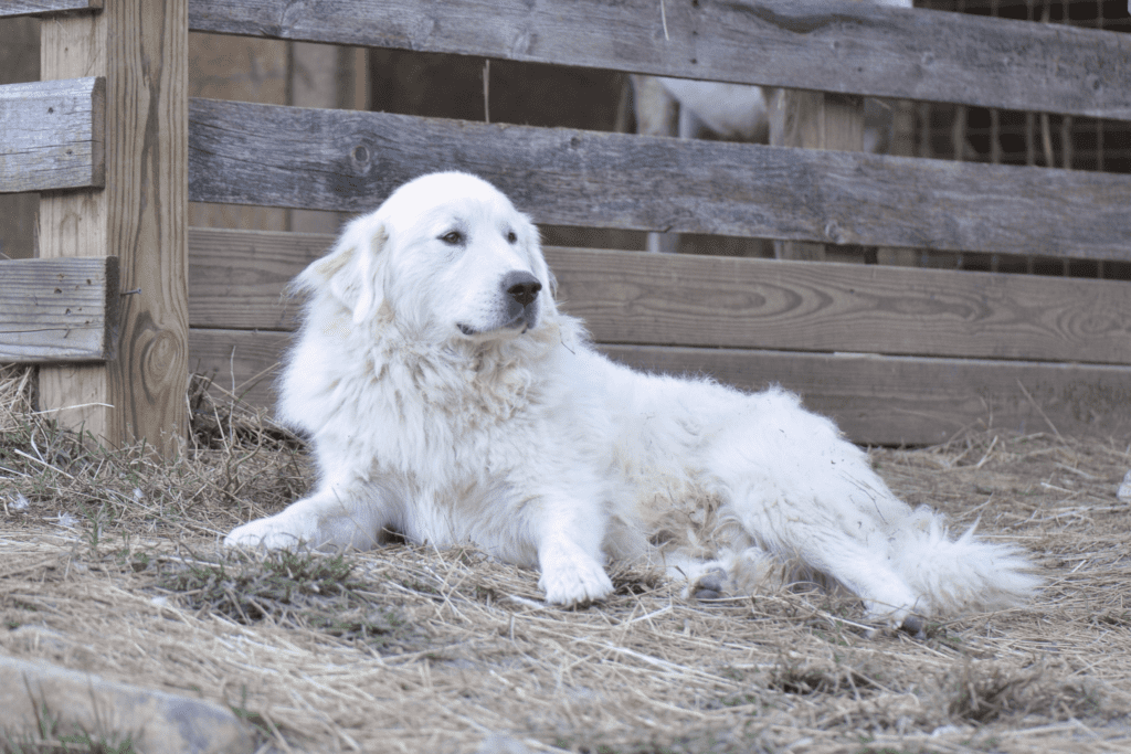 Fido Meets Filly: 8 Best Barn Dog Breeds - Horse Rookie