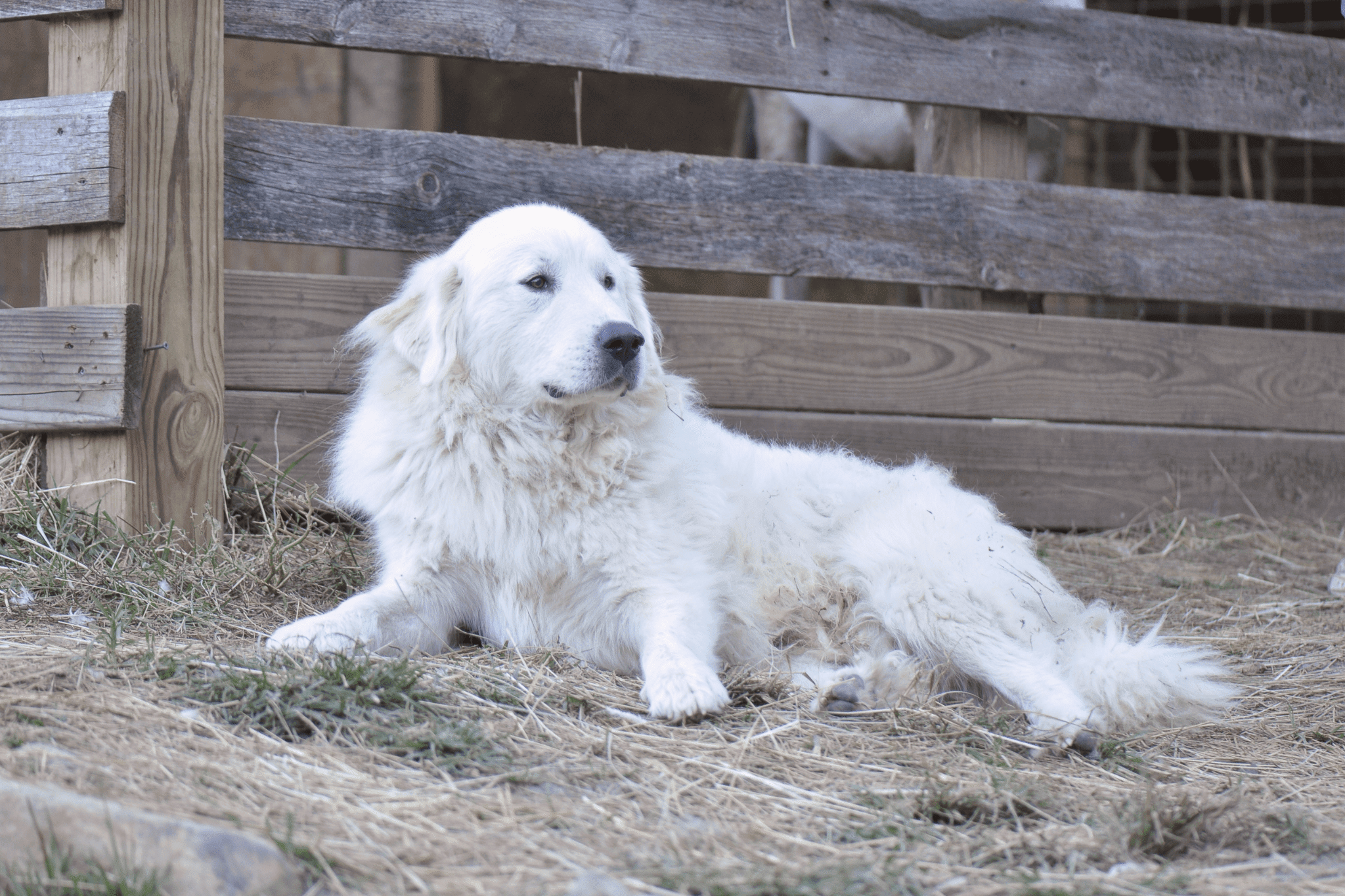 Fido Meets Filly: 8 Best Barn Dog Breeds - Horse Rookie