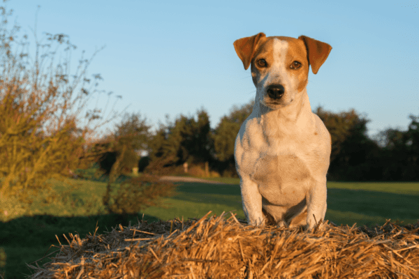 Fido Meets Filly: 8 Best Barn Dog Breeds - Horse Rookie