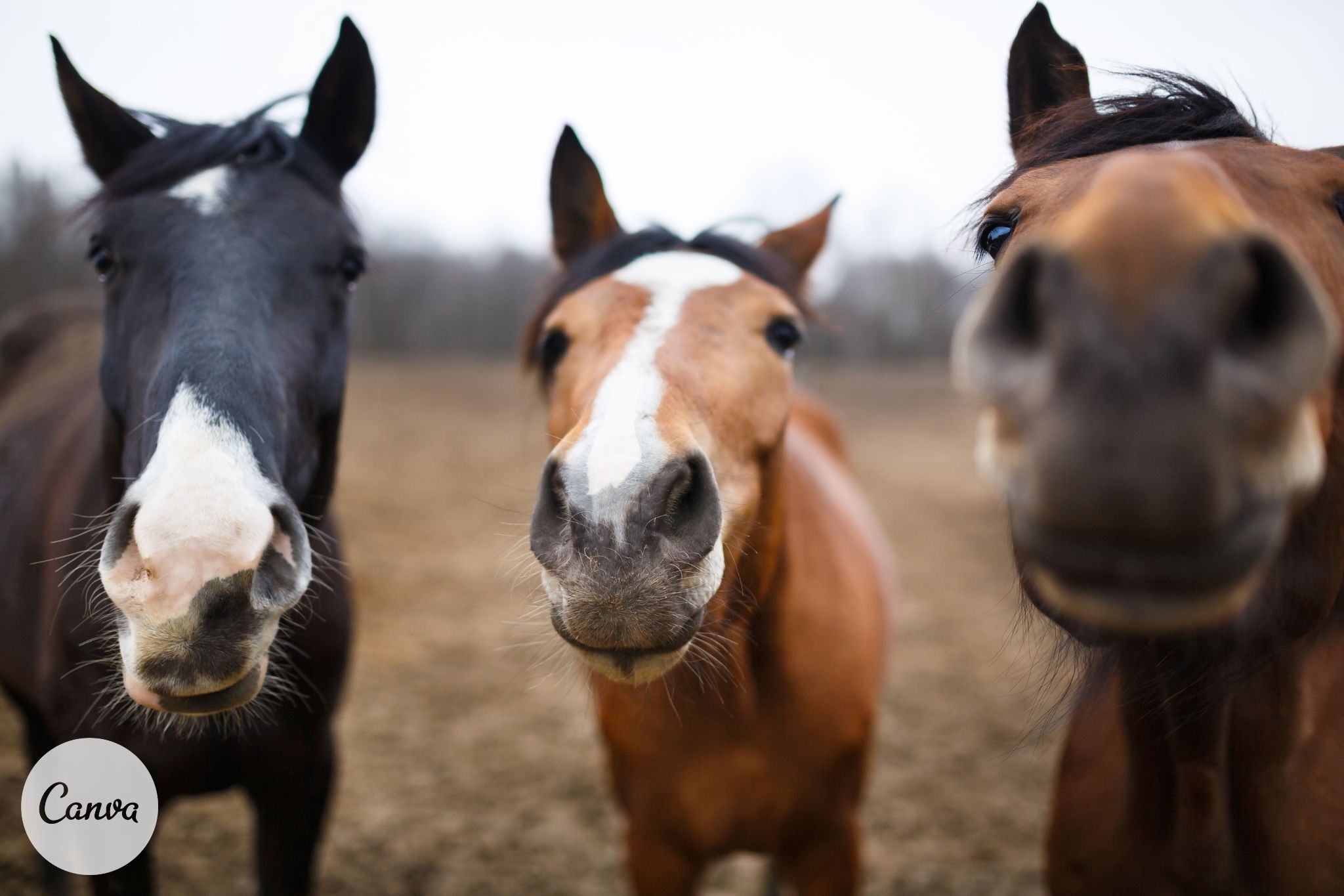 Groups of Horses: A Beginner’s Guide to Herd Dynamics - Horse Rookie
