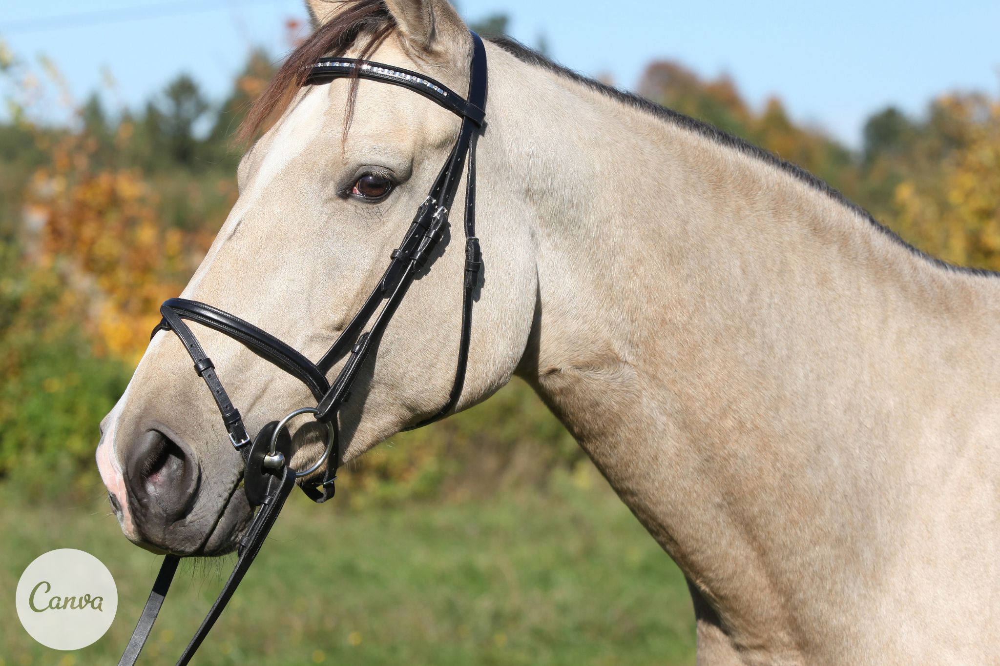 Bit by Bit: A Helpful Illustrated Horse Bit Guide - Horse Rookie