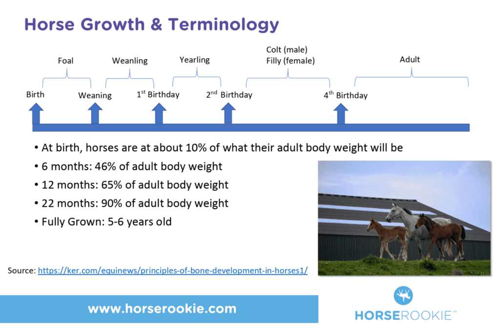 How to Care for a Yearling Horse (Feed, Training, etc.) - Horse Rookie