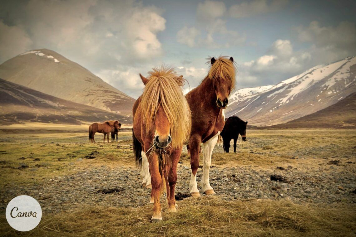 Groups of Horses: A Beginner’s Guide to Herd Dynamics - Horse Rookie