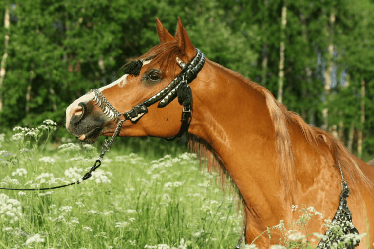 Arabian Horse Lifespan 101 (Helpful Beginner’s Guide) - Horse Rookie