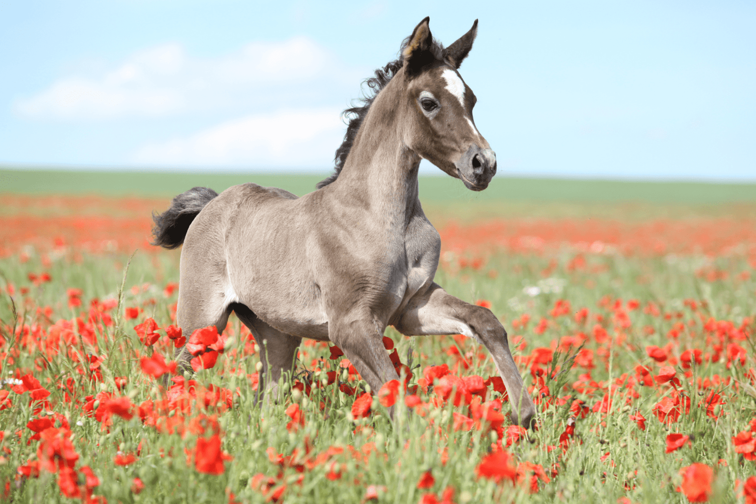 Arabian Horse Lifespan 101 (Helpful Beginner’s Guide) - Horse Rookie