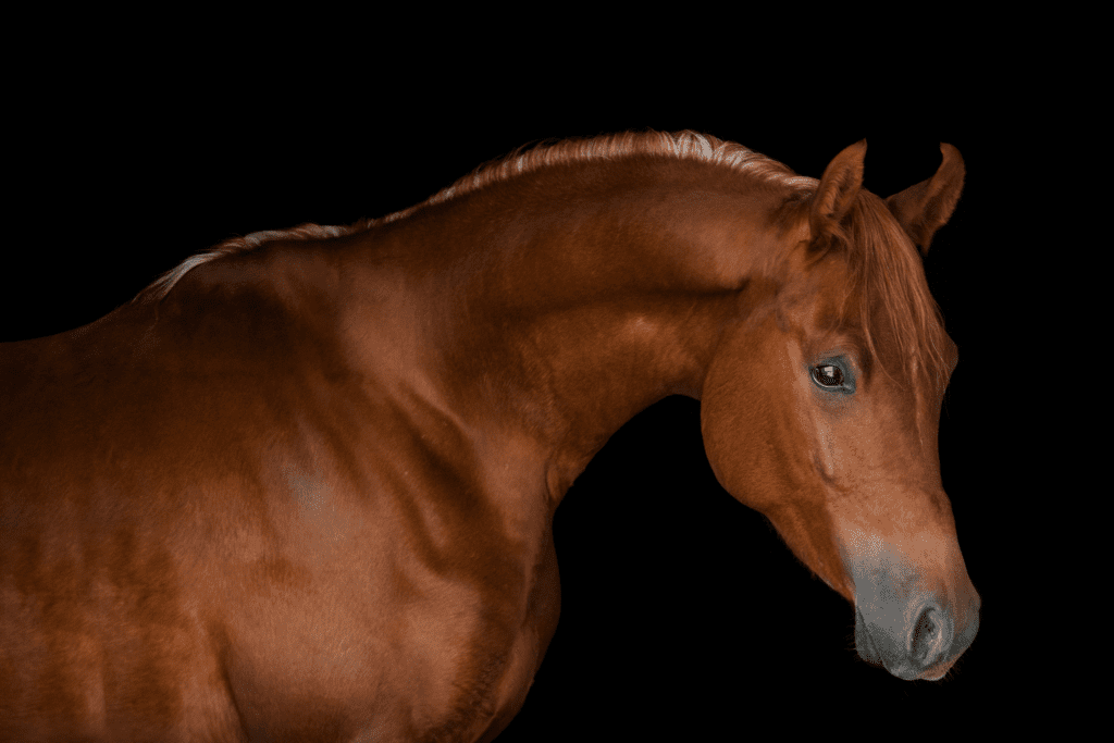 Arabian Horse Lifespan 101 (Helpful Beginner’s Guide) - Horse Rookie
