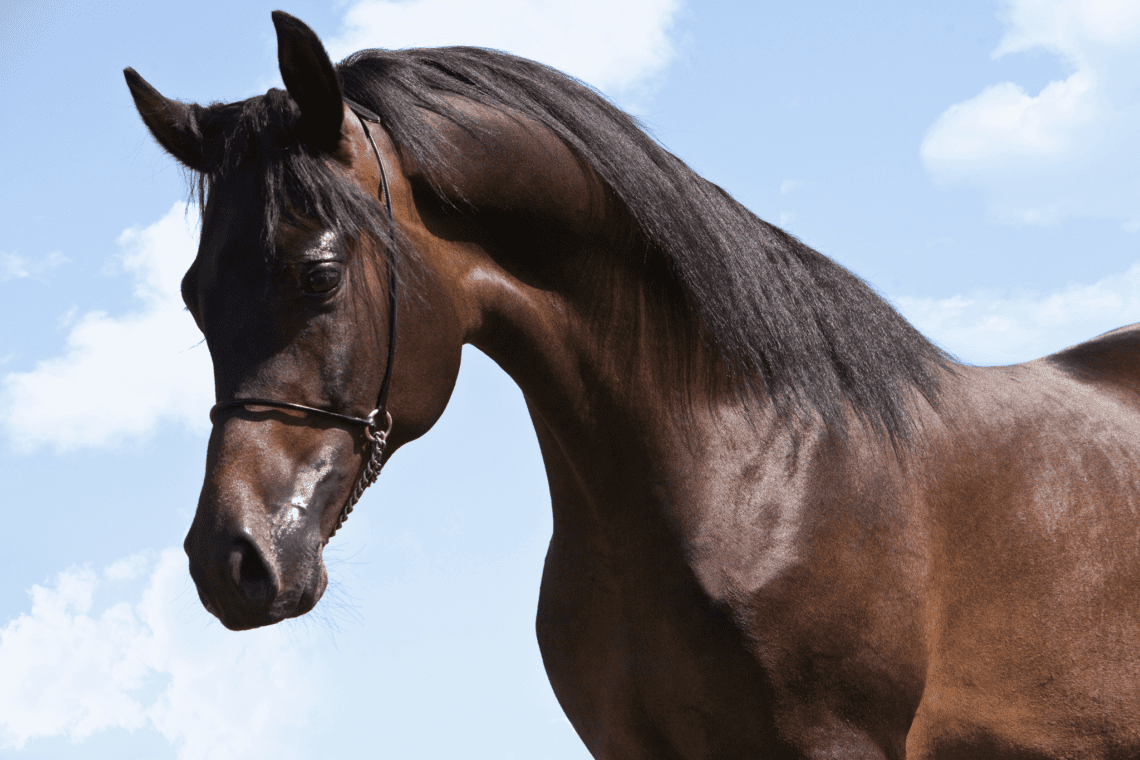 Arabian Horse Lifespan 101 (Helpful Beginner’s Guide) - Horse Rookie