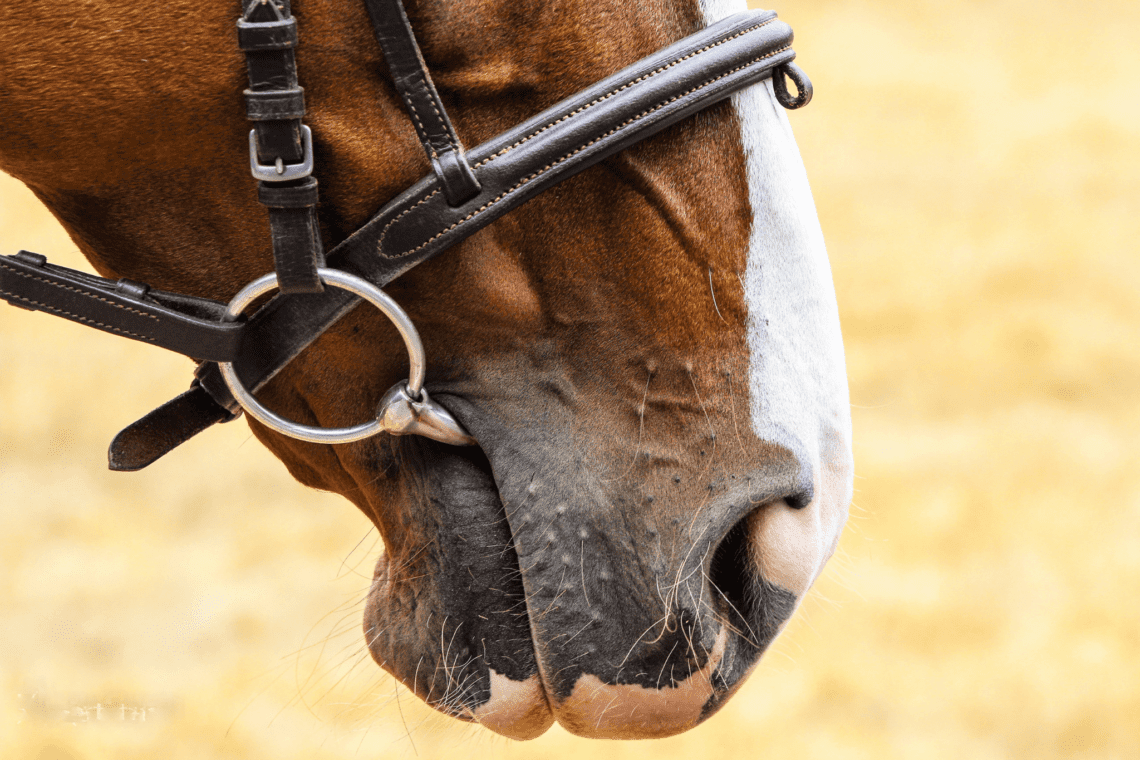 Bit by Bit: A Helpful Illustrated Horse Bit Guide - Horse Rookie