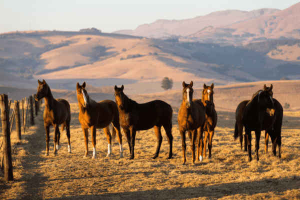 Groups of Horses: A Beginner’s Guide to Herd Dynamics - Horse Rookie