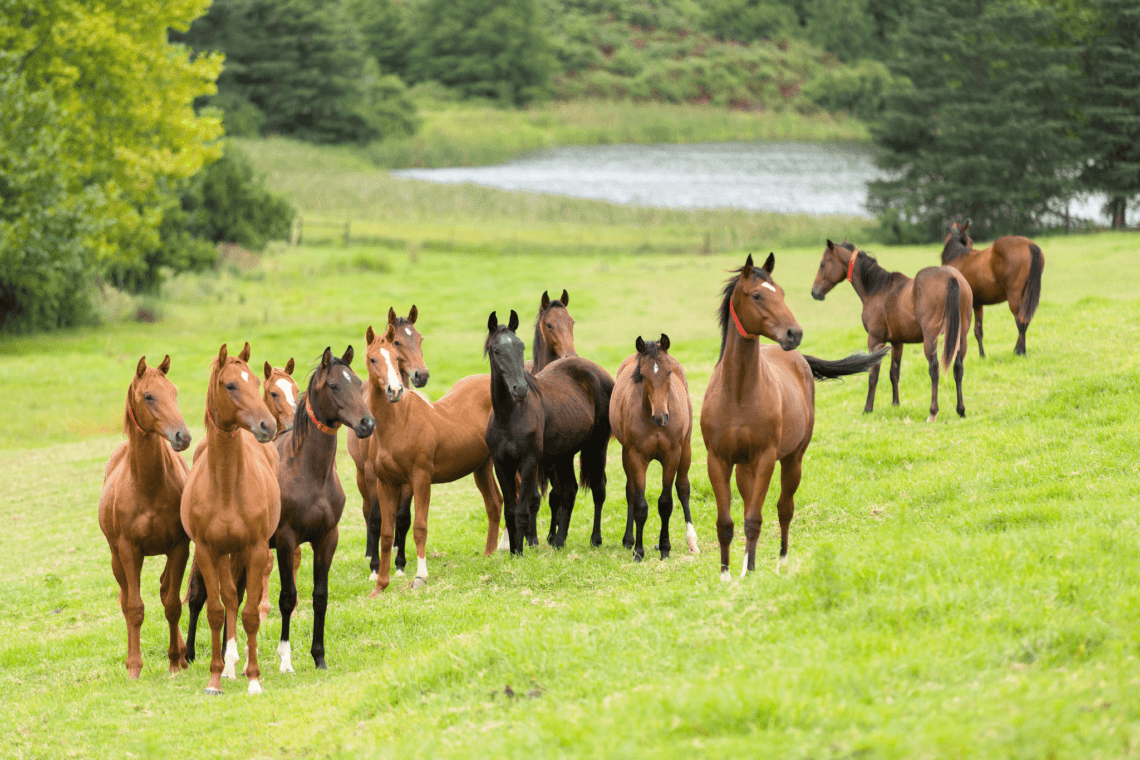 Groups of Horses: A Beginner’s Guide to Herd Dynamics - Horse Rookie