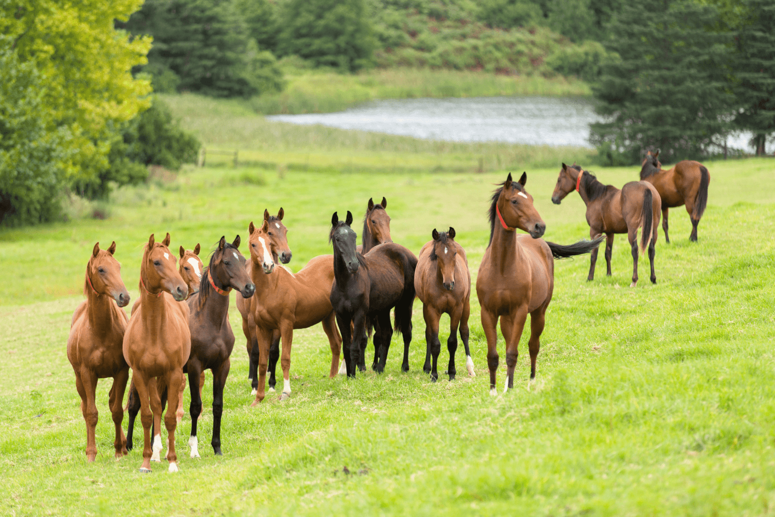 Groups of Horses: A Beginner’s Guide to Herd Dynamics - Horse Rookie