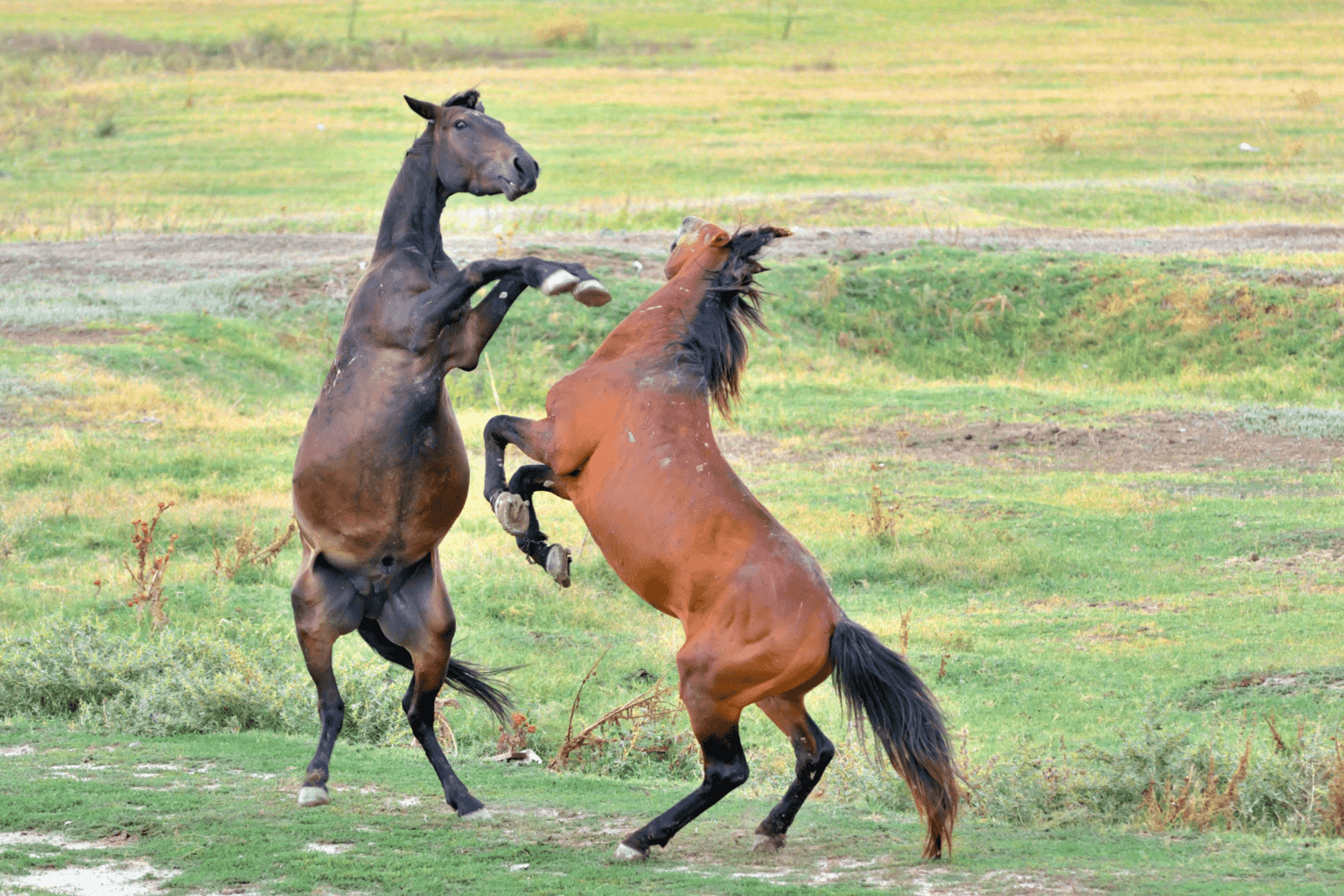 Groups of Horses: A Beginner’s Guide to Herd Dynamics - Horse Rookie