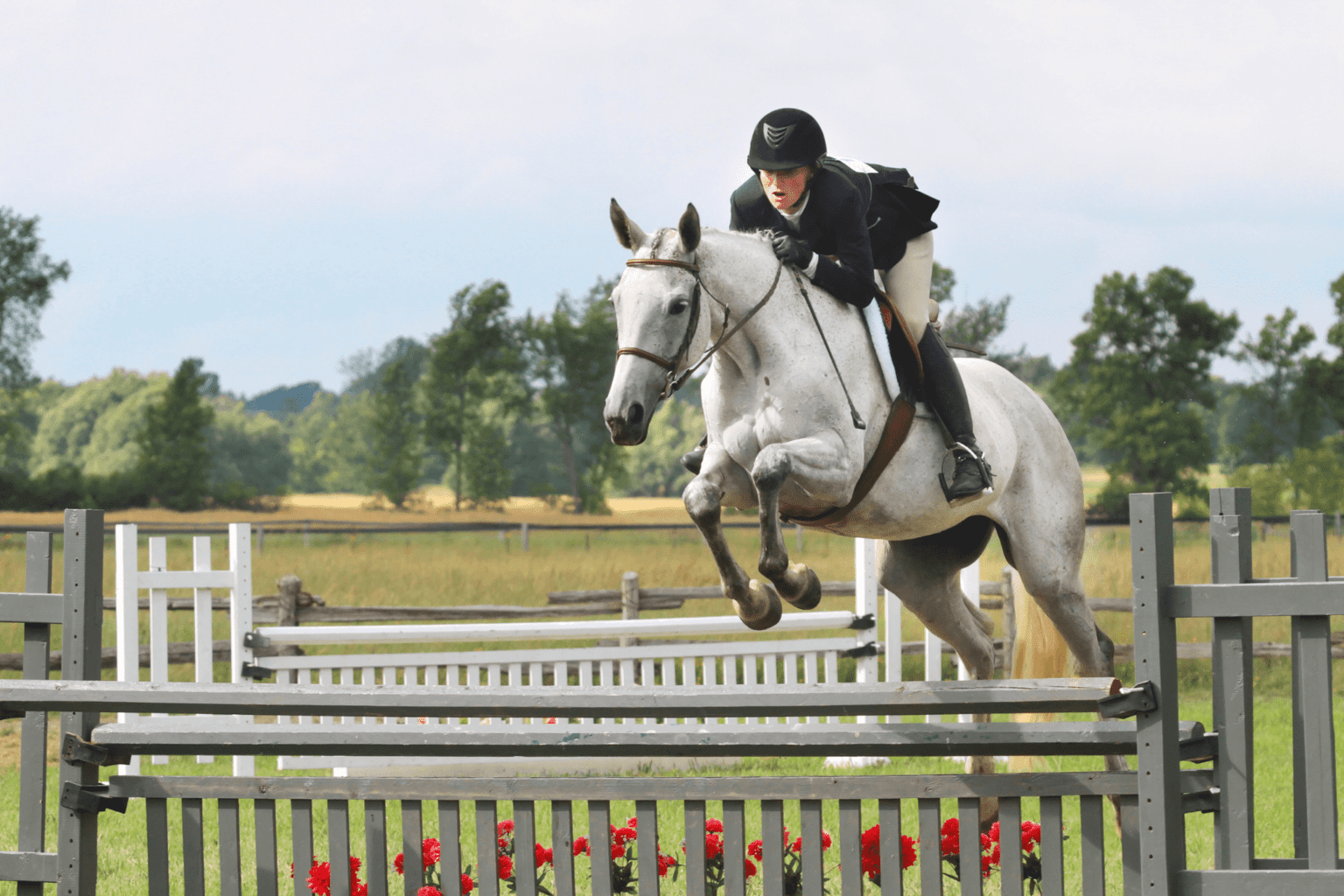 Horse Show Jumping: A Complete Beginners Guide - Horse Rookie