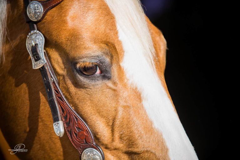 Letter to My Rookie Self: Matt Mills Reining - Horse Rookie