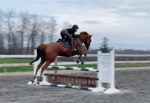 Horse Show Jumping: A Complete Beginners Guide - Horse Rookie