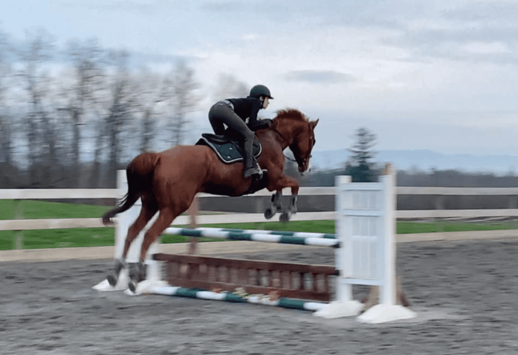 Horse Show Jumping: A Complete Beginners Guide - Horse Rookie