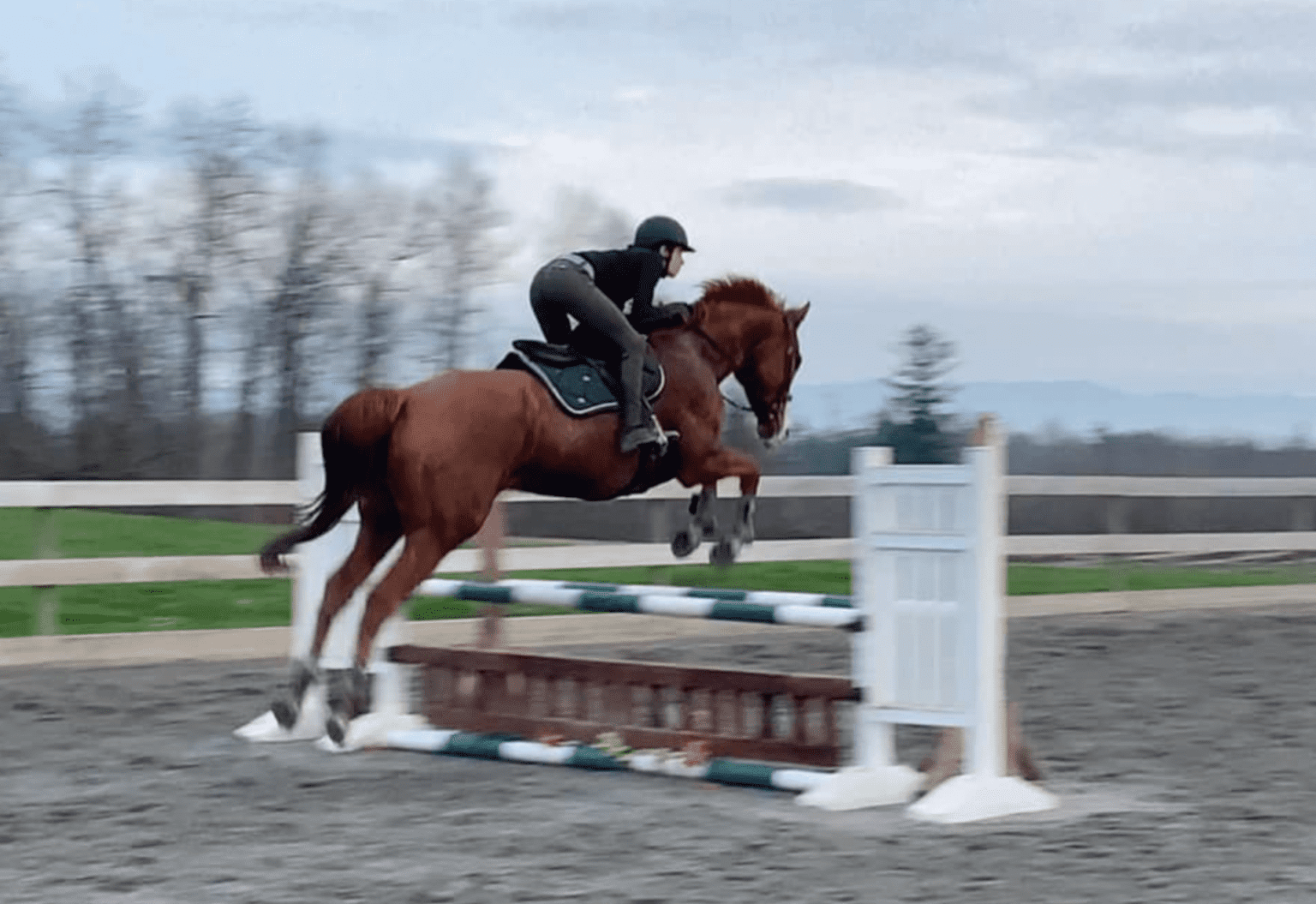 Horse Show Jumping: A Complete Beginners Guide - Horse Rookie
