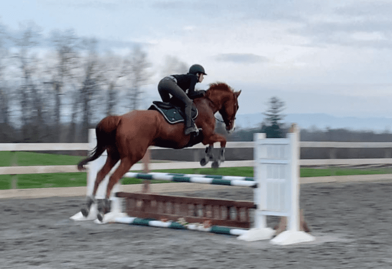 Horse Show Jumping: A Complete Beginners Guide - Horse Rookie