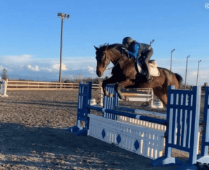 Horse Show Jumping: A Complete Beginners Guide - Horse Rookie