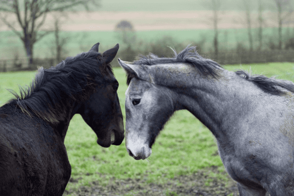 How to Care for a Yearling Horse (Feed, Training, etc.) - Horse Rookie