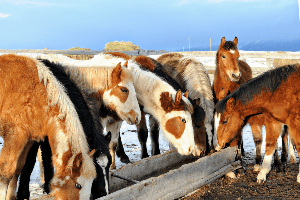 How to Care for a Yearling Horse (Feed, Training, etc.) - Horse Rookie