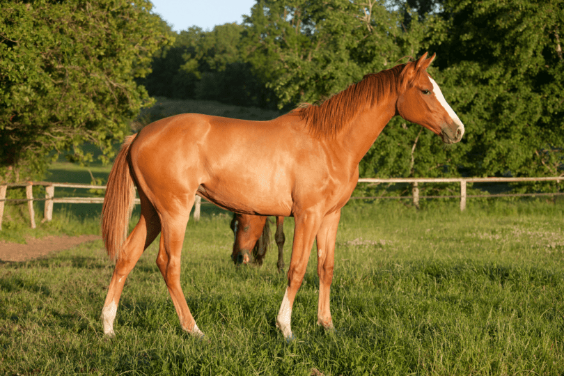 How to Care for a Yearling Horse (Feed, Training, etc.) - Horse Rookie