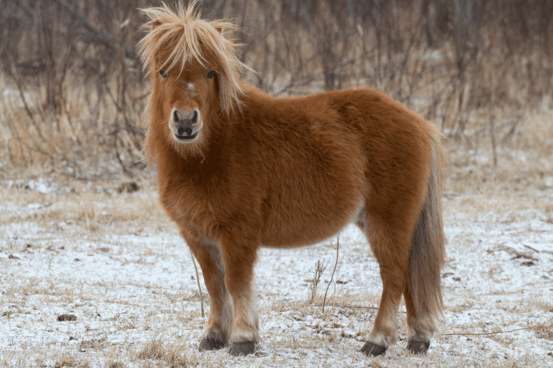 All About Shetland Ponies (facts, lifespan, care, etc.) - Horse Rookie